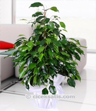 Ficus Benjamin